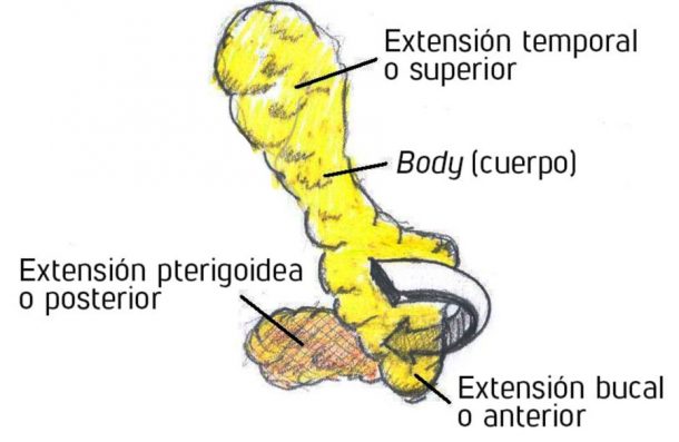 La extracción de las Bolas de Bichat - Maxilodexeus